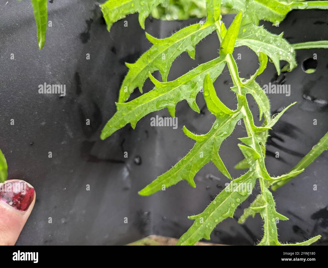 Tall Tumblemustard (Sisymbrium altissimum Stock Photo - Alamy