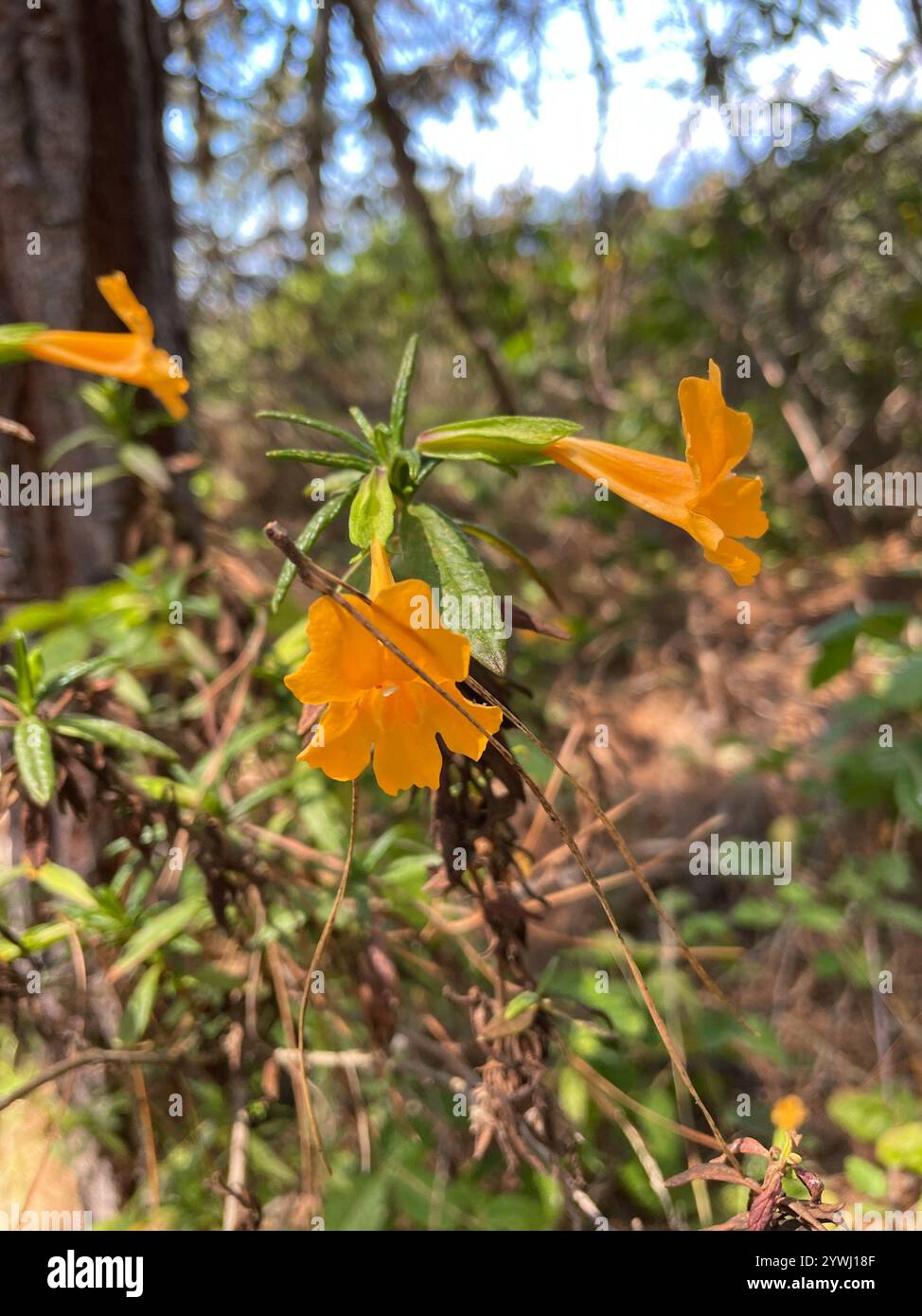 orange bush monkeyflower (Diplacus aurantiacus Stock Photo - Alamy