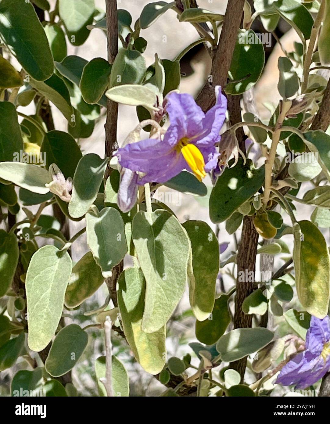 Baja California nightshade (Solanum hindsianum Stock Photo - Alamy
