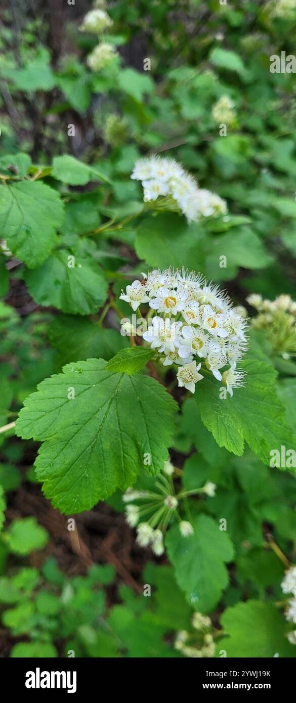 mallow-leaf ninebark (Physocarpus malvaceus Stock Photo - Alamy