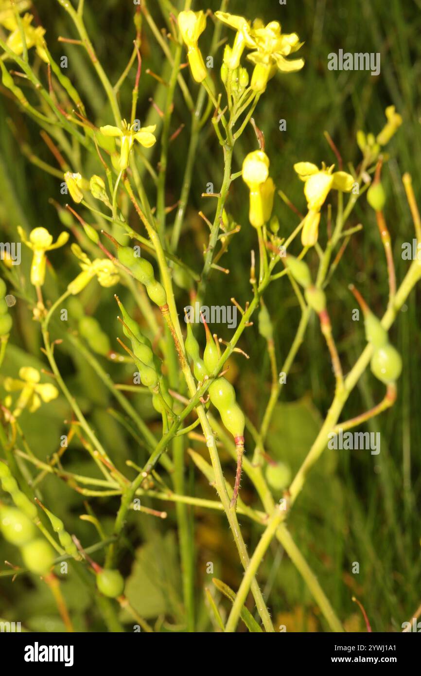Mediterranean Radish (Raphanus raphanistrum landra Stock Photo - Alamy