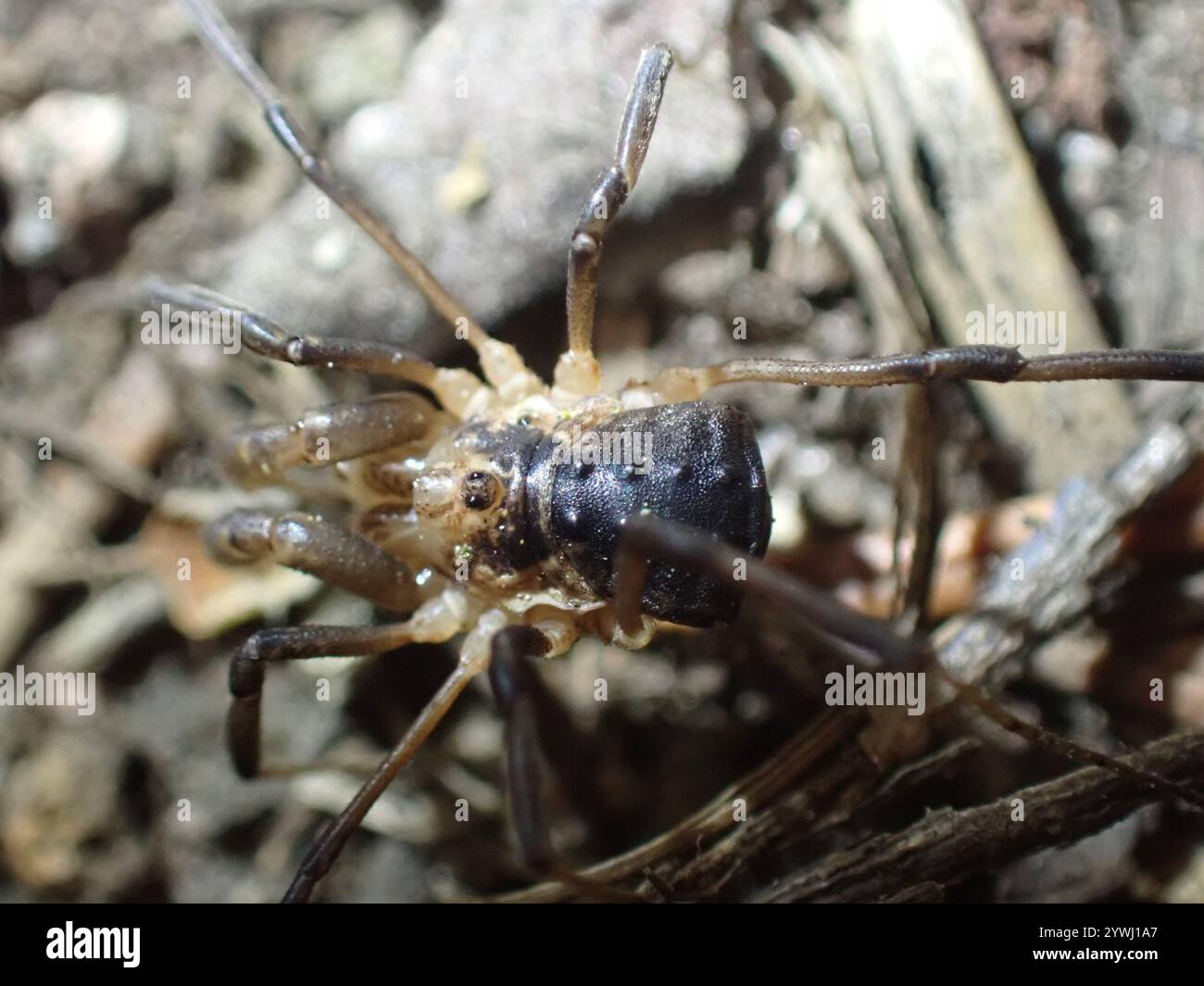 Protolophus hi-res stock photography and images - Alamy