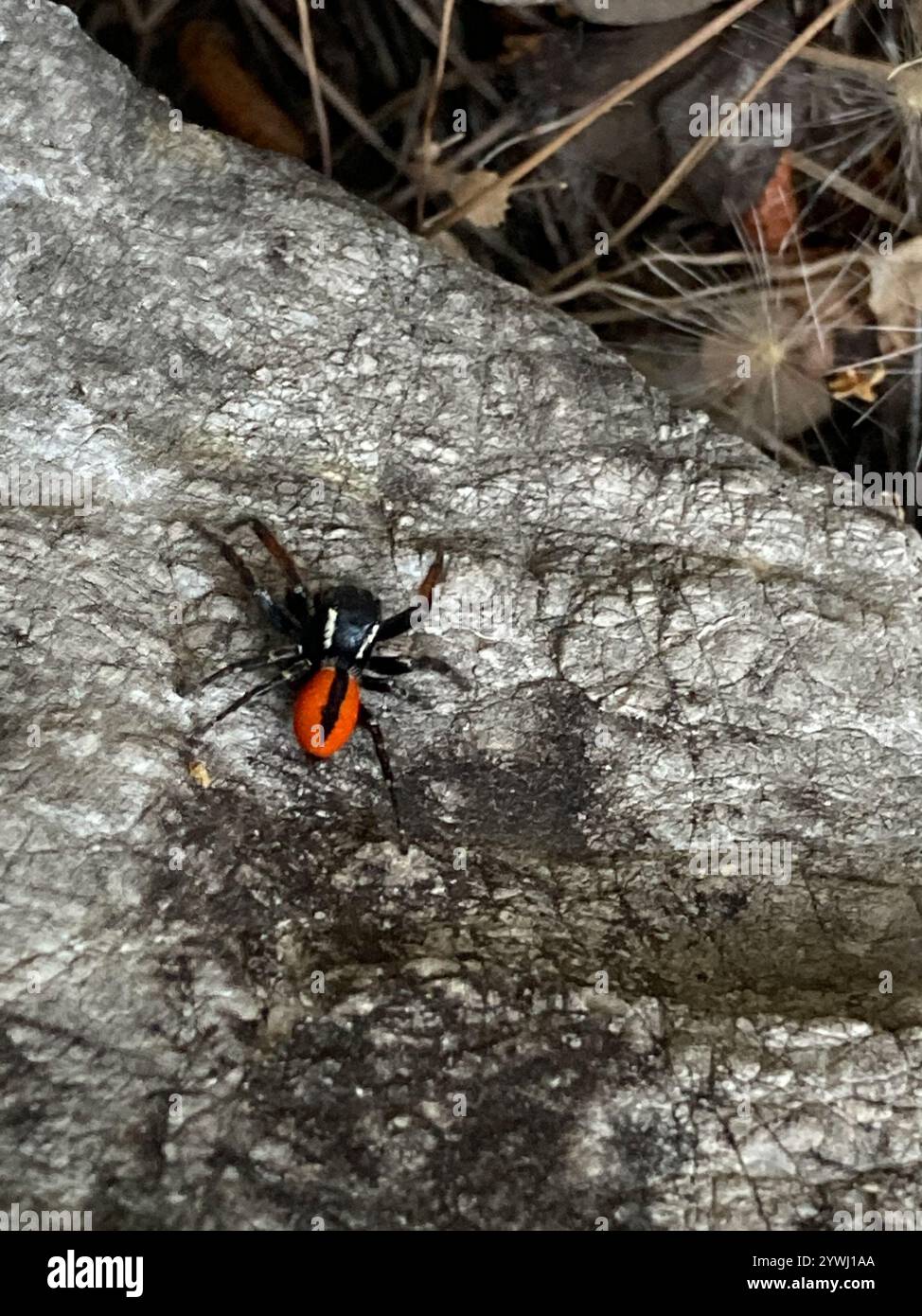 Red-bellied Jumping Spider (Philaeus chrysops Stock Photo - Alamy