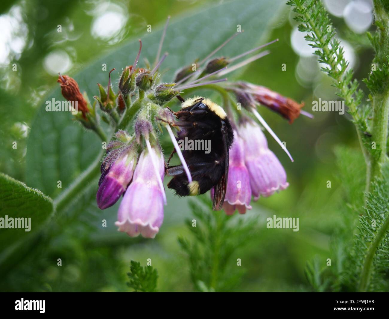 Yellow-faced Bumble Bee (Bombus vosnesenskii Stock Photo - Alamy
