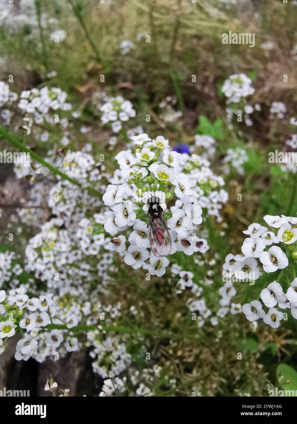 Spotted thintail hi-res stock photography and images - Alamy