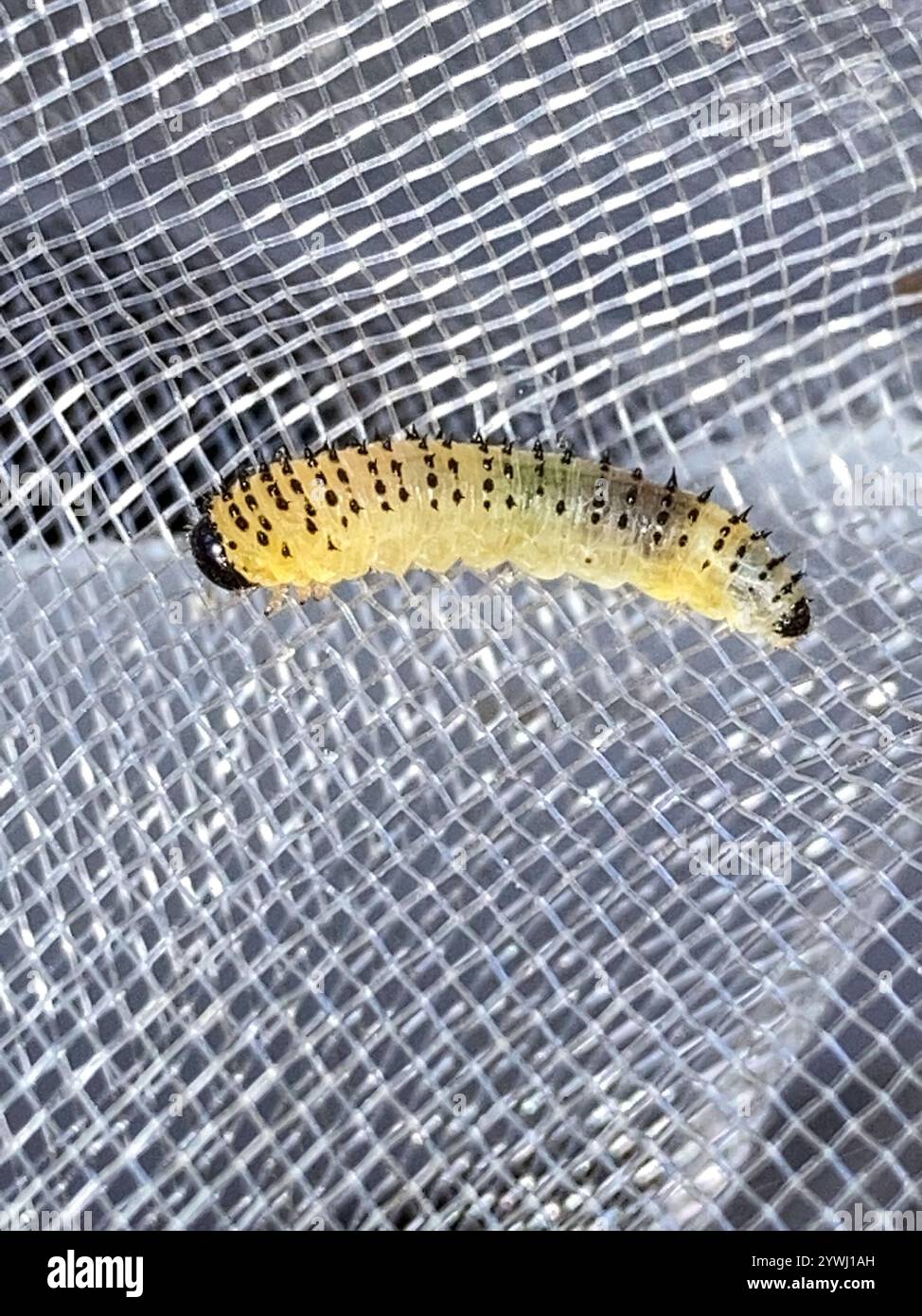 Sawflies, Horntails, and Wood Wasps (Symphyta Stock Photo - Alamy