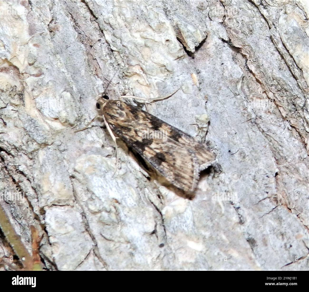 Lucerne Moth (Nomophila nearctica Stock Photo - Alamy