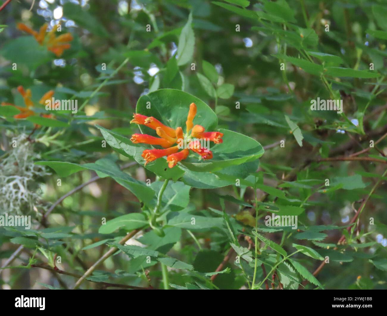 orange honeysuckle (Lonicera ciliosa Stock Photo - Alamy
