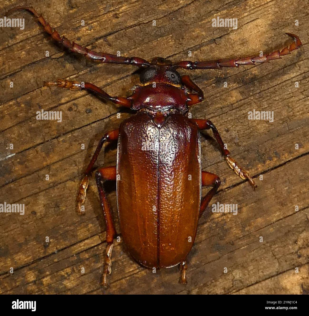 Tooth-necked Longhorn Beetle (Prionus pocularis Stock Photo - Alamy