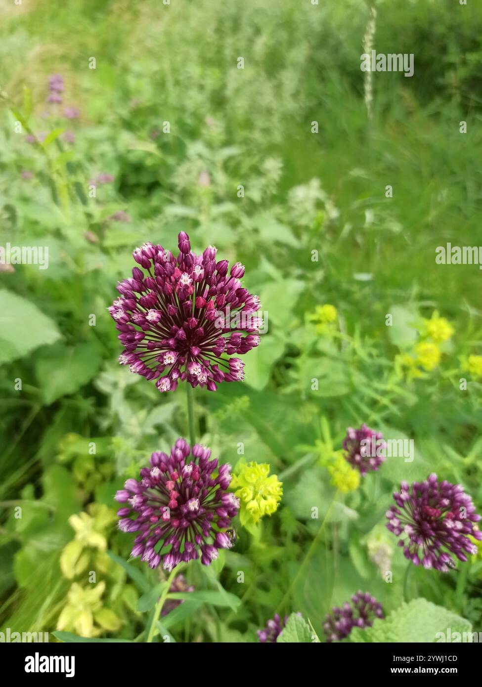 Purple-flowered Garlic (Allium rotundum Stock Photo - Alamy
