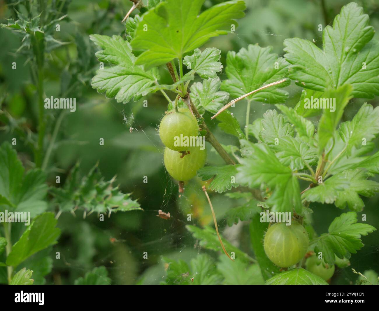 European gooseberry (Ribes uva-crispa Stock Photo - Alamy
