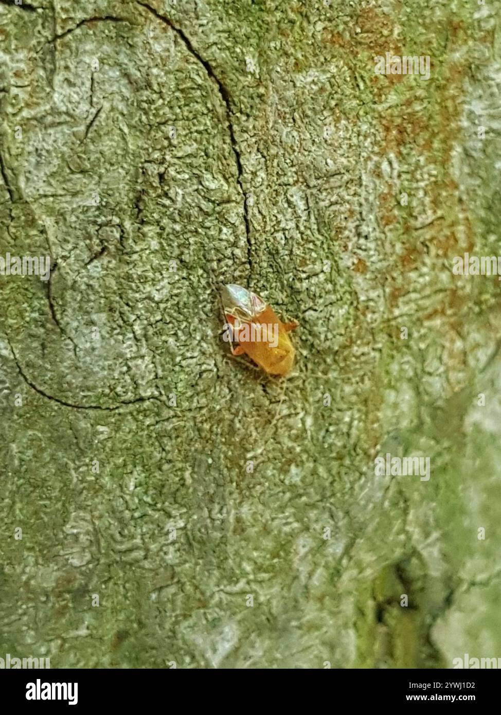 Psallus hi-res stock photography and images - Alamy