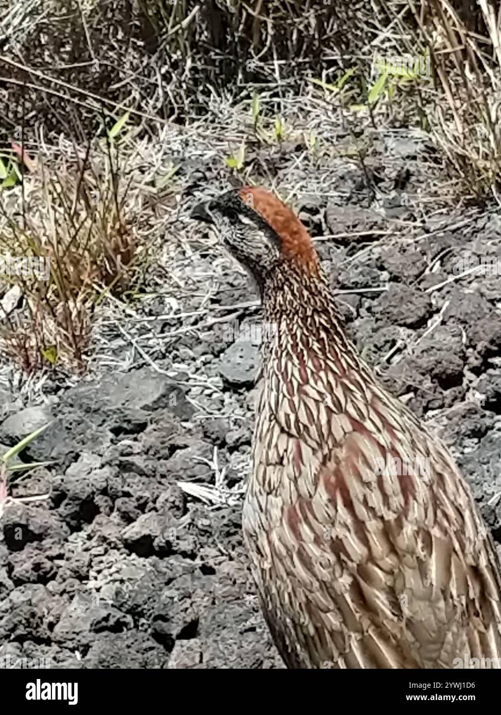 Erckel's Spurfowl (Pternistis erckelii Stock Photo - Alamy