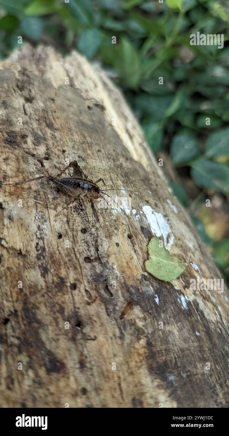 Camel Crickets, Cave Crickets, and Cave Wēta (Rhaphidophoridae Stock ...