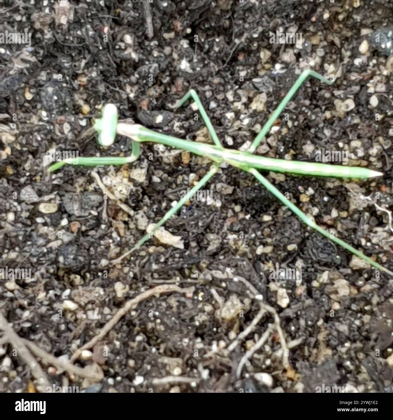 Archimantis hi-res stock photography and images - Alamy