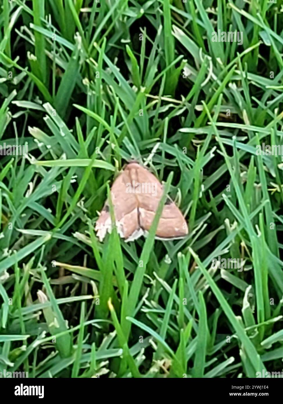 Wedgling Moth (Galgula partita Stock Photo - Alamy