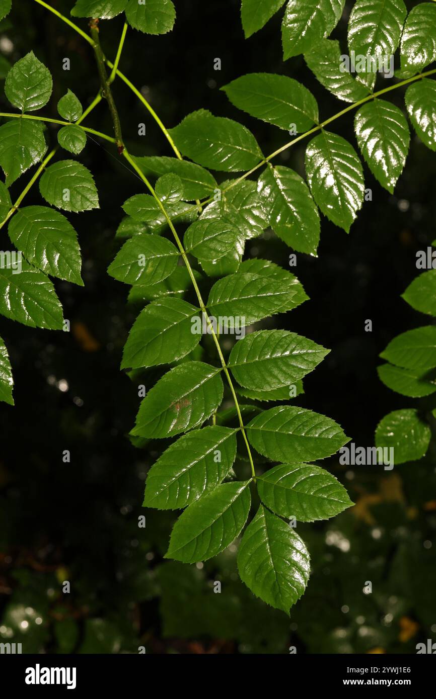 European ash (Fraxinus excelsior Stock Photo - Alamy