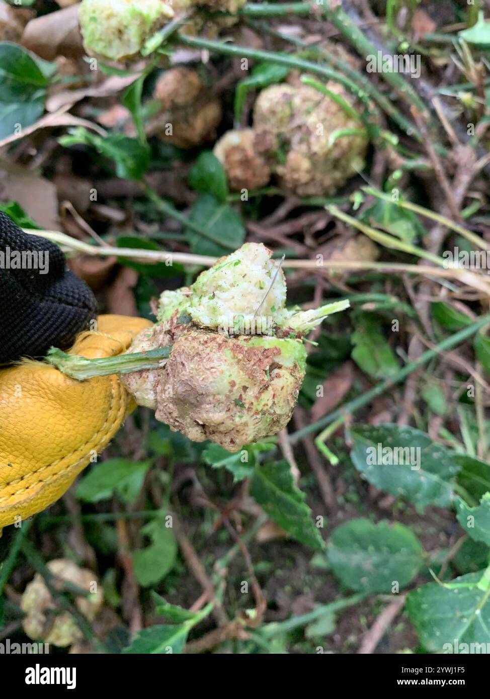 bacterial crown gall (Agrobacterium radiobacter Stock Photo - Alamy