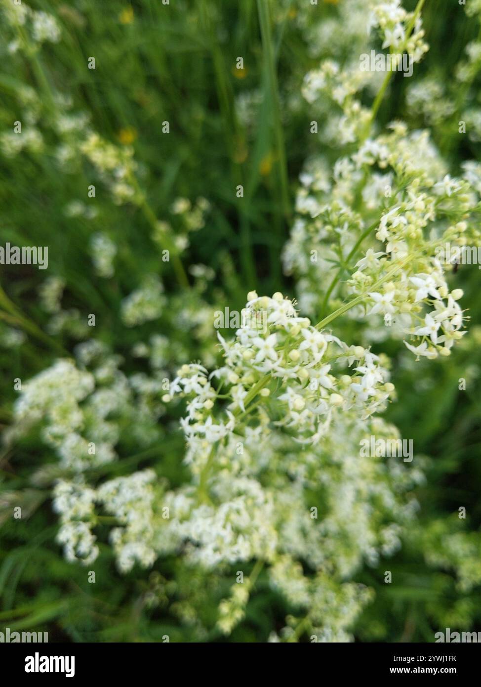 white bedstraw (Galium album Stock Photo - Alamy