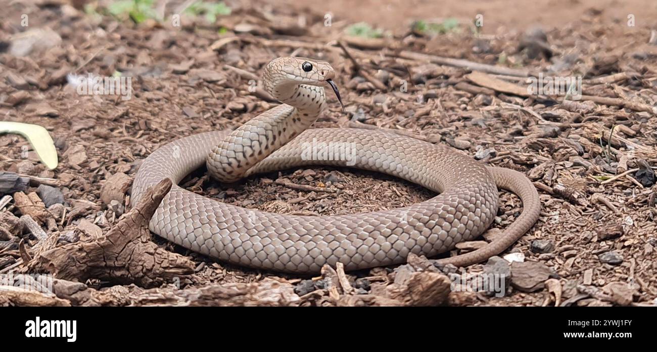 Eastern Brown Snake (Pseudonaja textilis Stock Photo - Alamy