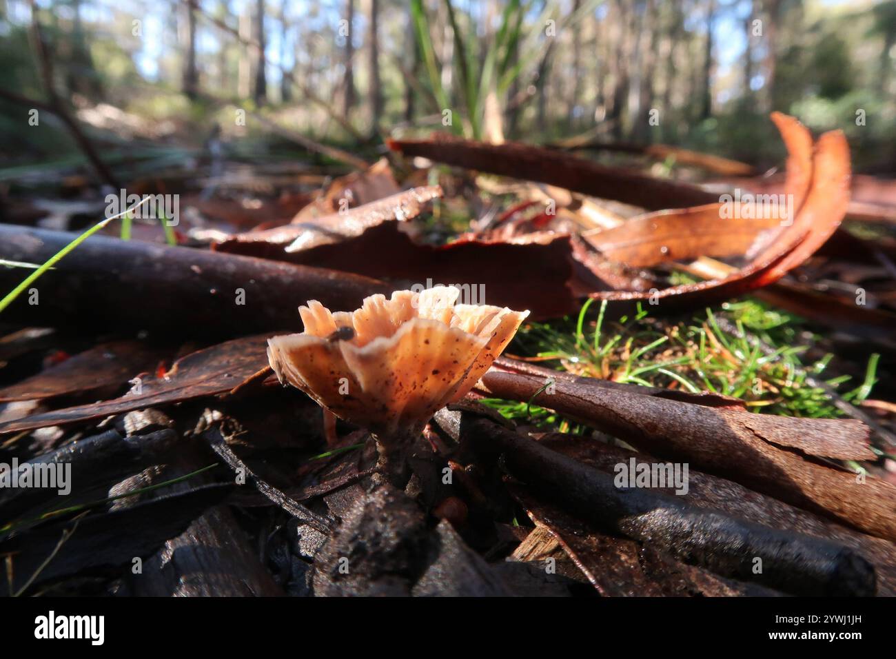 Wine Glass Fungus (Podoscypha petalodes Stock Photo - Alamy