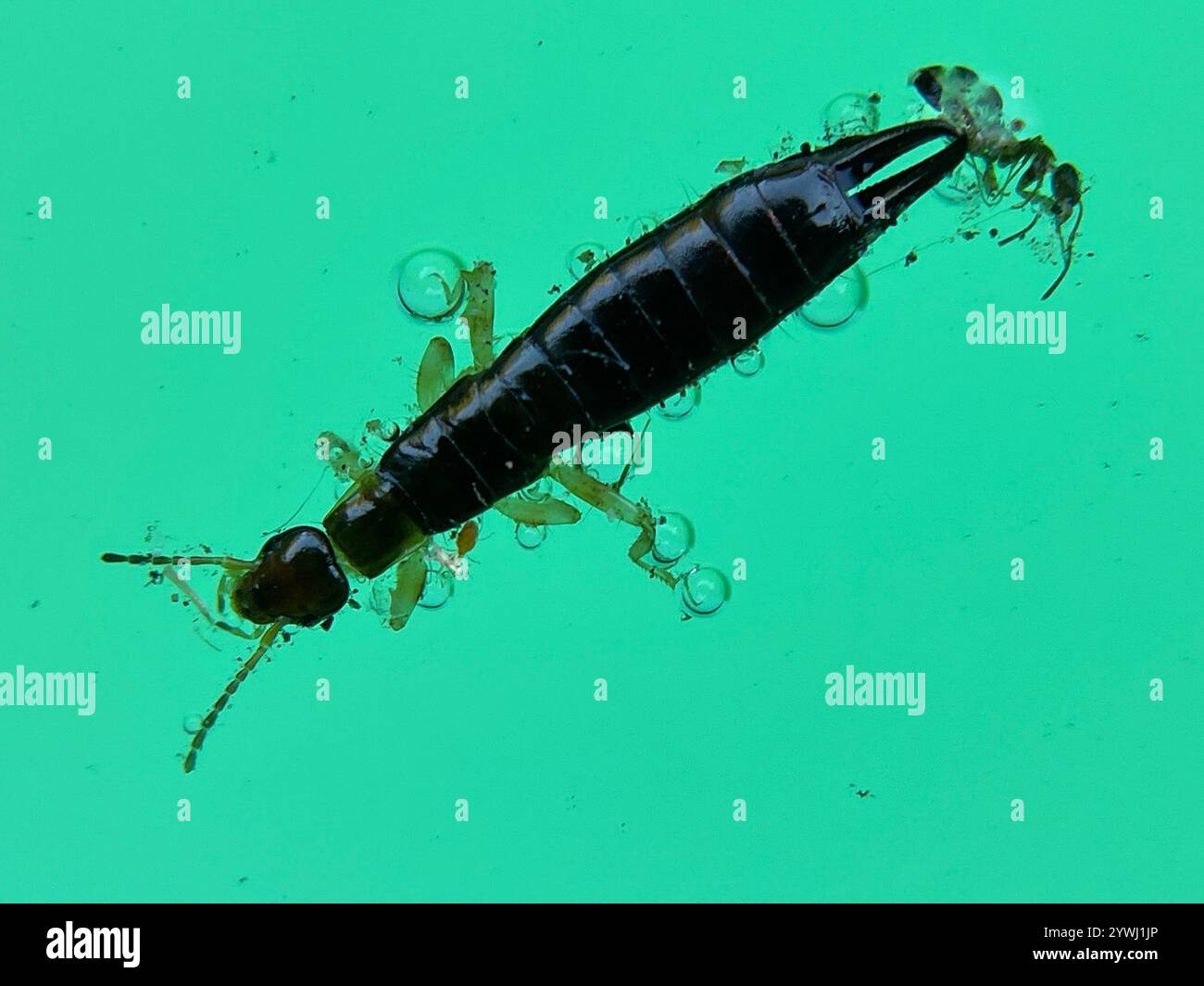 Euborellia annulipes hi-res stock photography and images - Alamy
