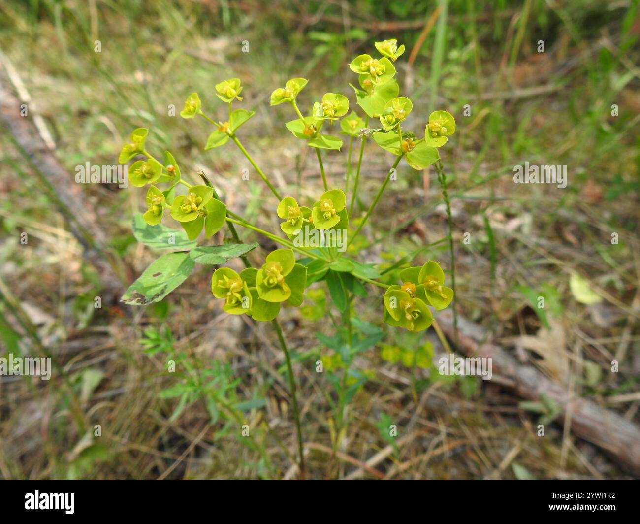 steppe spurge (Euphorbia seguieriana Stock Photo - Alamy