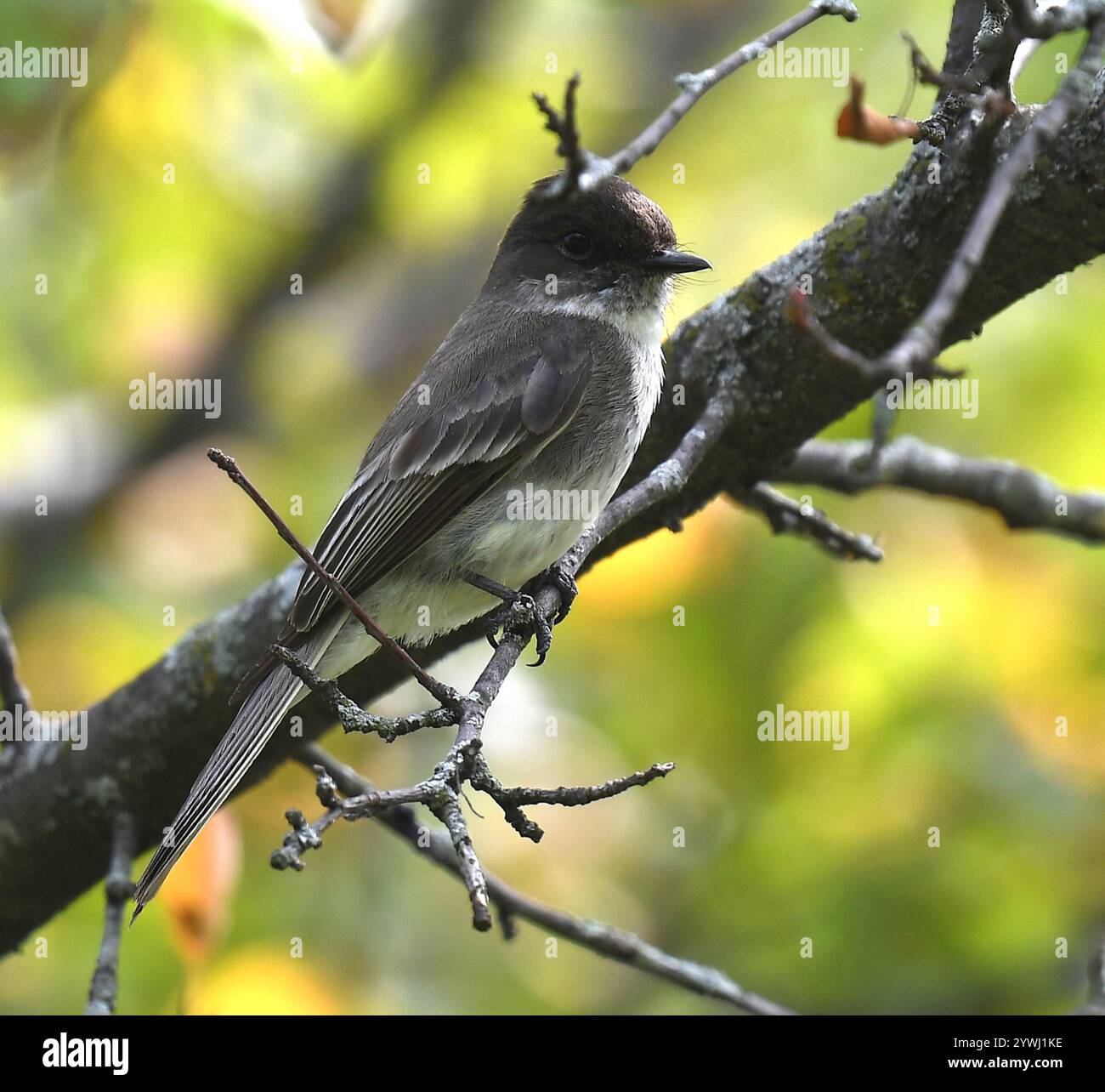 Eastern Phoebe (Sayornis phoebe Stock Photo - Alamy