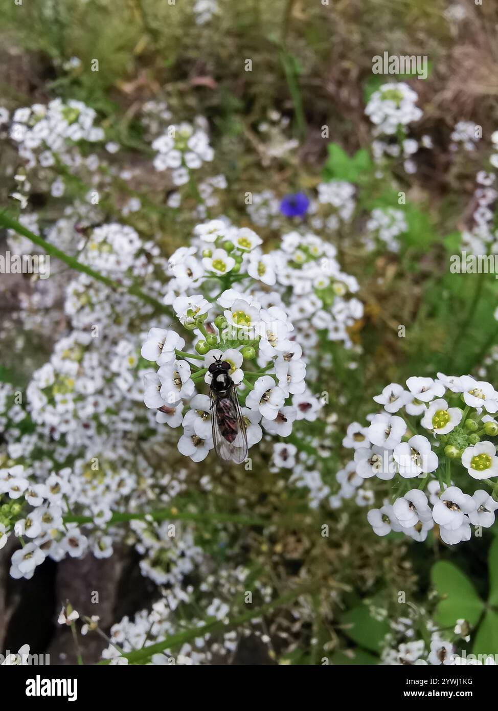 Spotted thintail hi-res stock photography and images - Alamy
