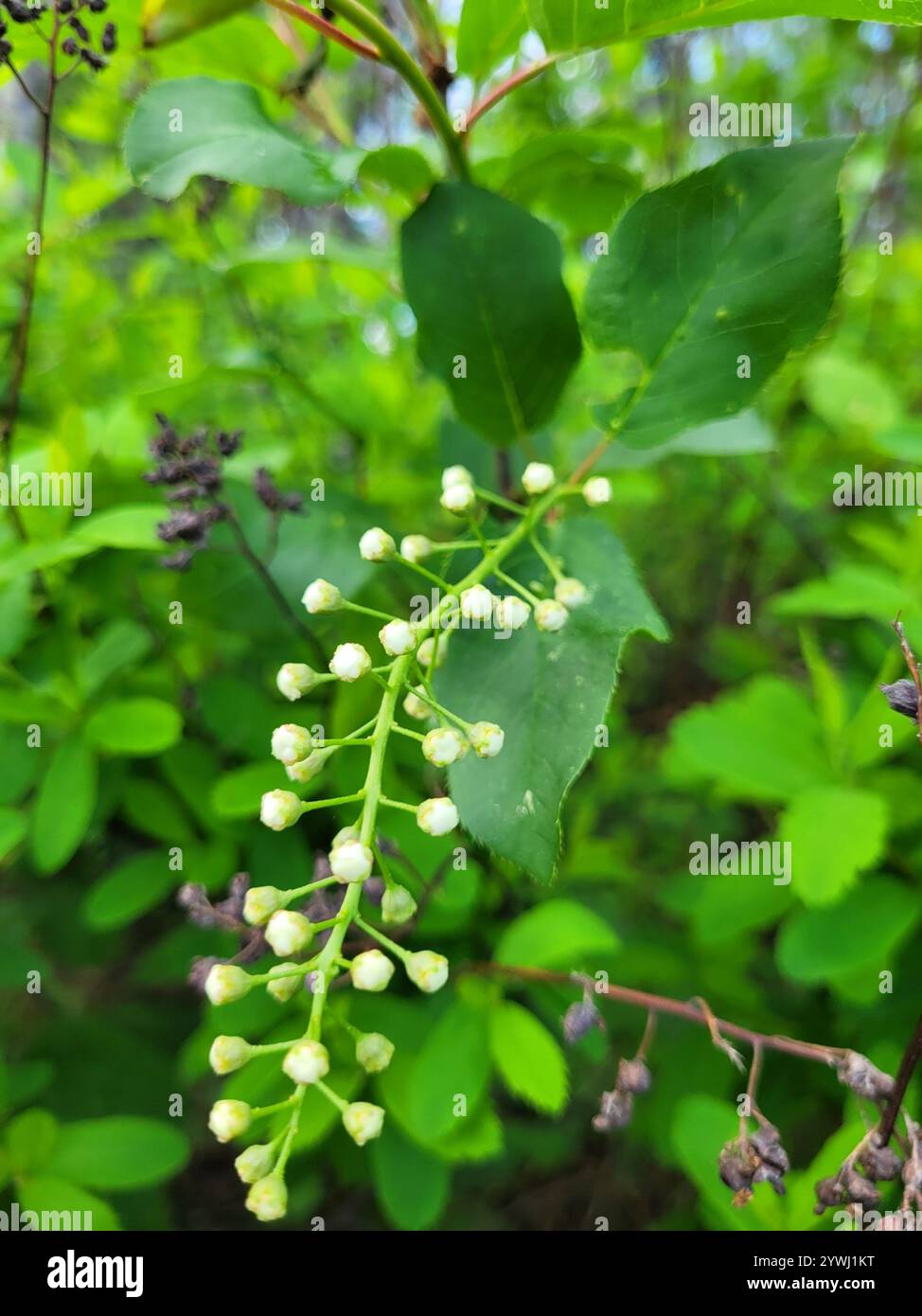 chokecherry (Prunus virginiana Stock Photo - Alamy