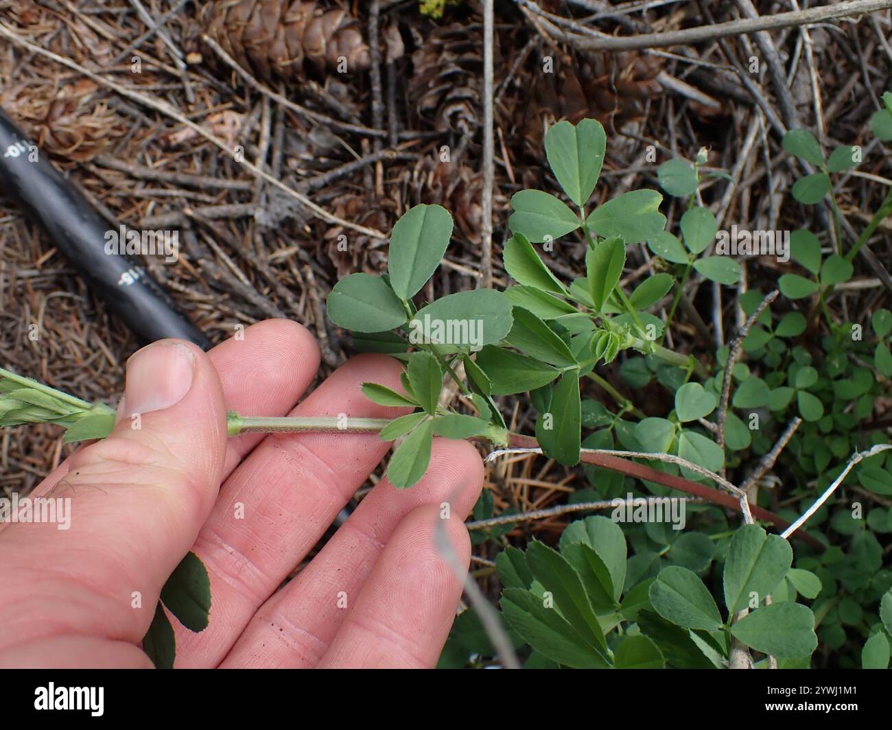 Alfalfa Complex (Medicago sativa Stock Photo - Alamy