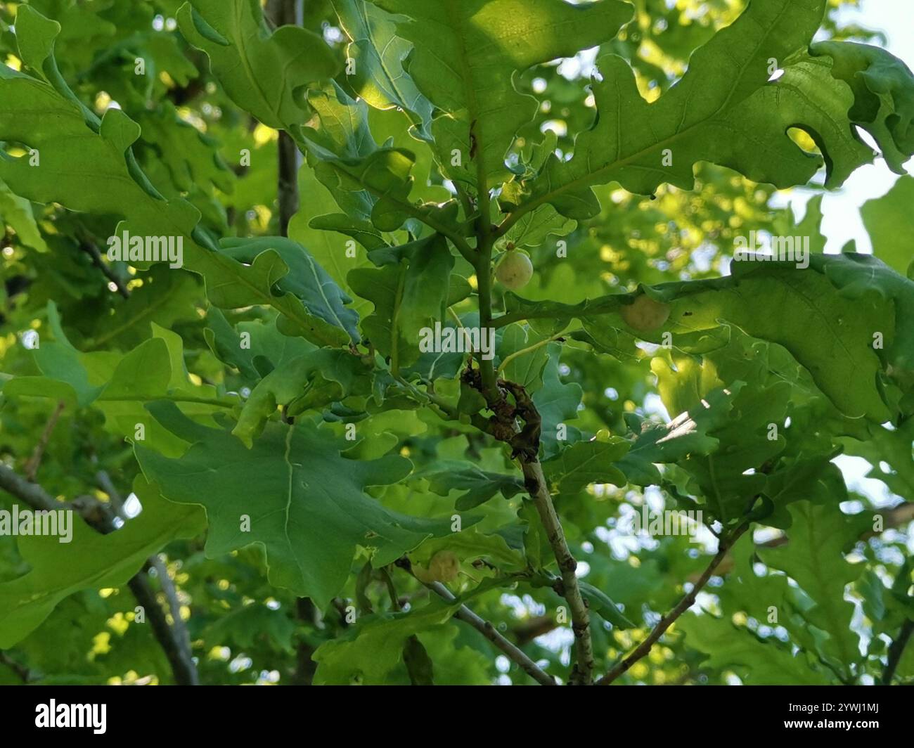 Common Spangle Gall Wasp (Neuroterus quercusbaccarum Stock Photo - Alamy