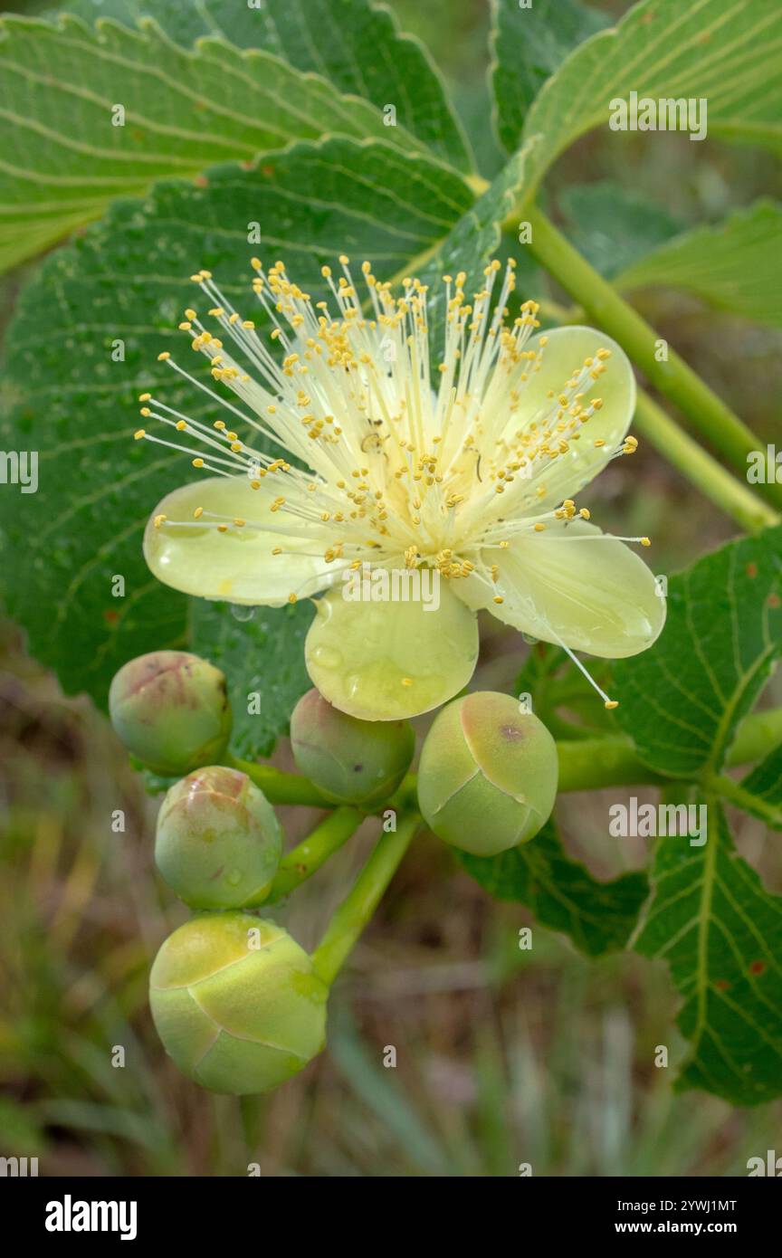 Pekea nut hi-res stock photography and images - Alamy