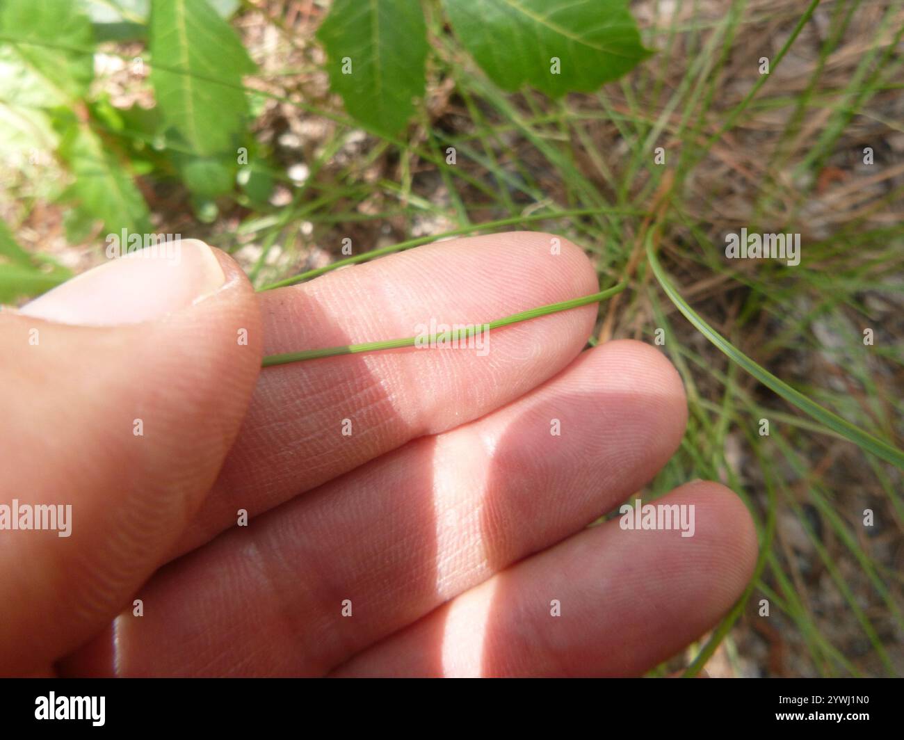 Hairawn Muhly (Muhlenbergia capillaris Stock Photo - Alamy