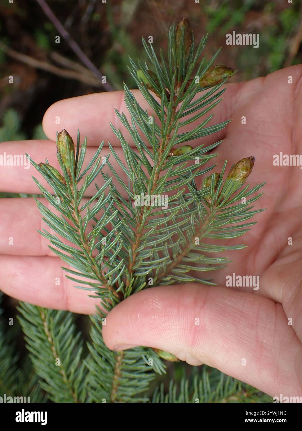 Engelmann spruce (Picea engelmannii Stock Photo - Alamy