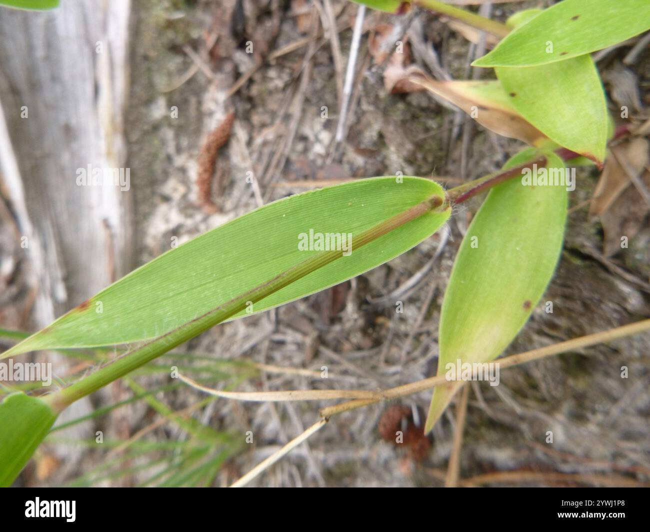 round-fruited rosette-panicgrass (Dichanthelium sphaerocarpon Stock ...