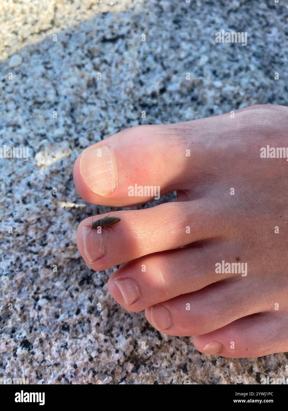 Lined Click Beetle (Agriotes lineatus Stock Photo - Alamy