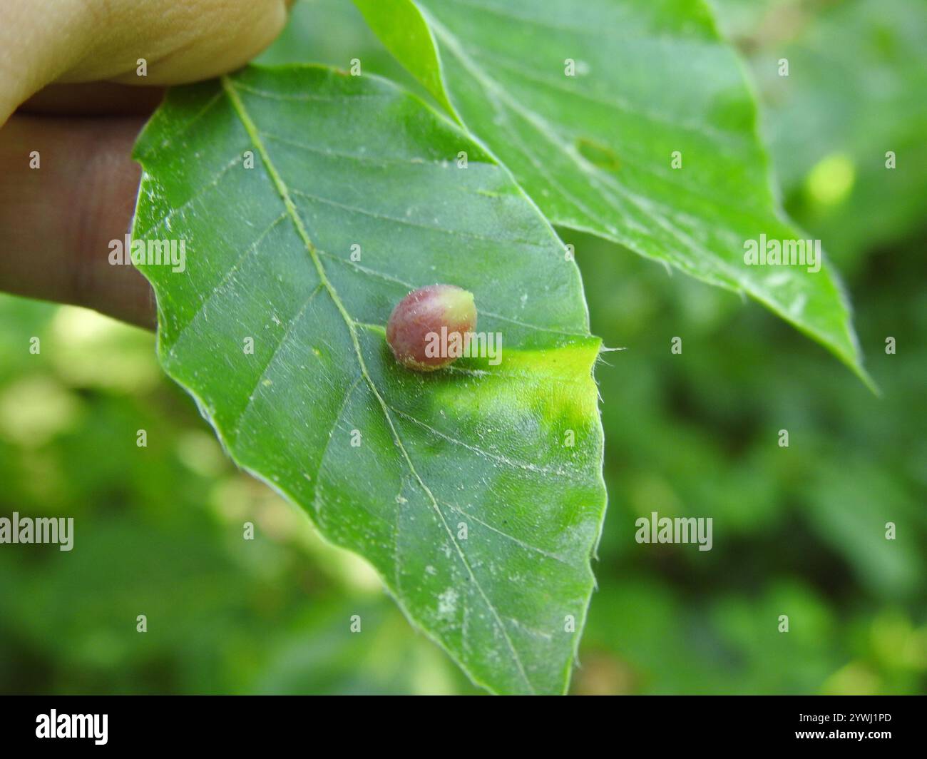 Beech Gall Midge (Mikiola fagi Stock Photo - Alamy