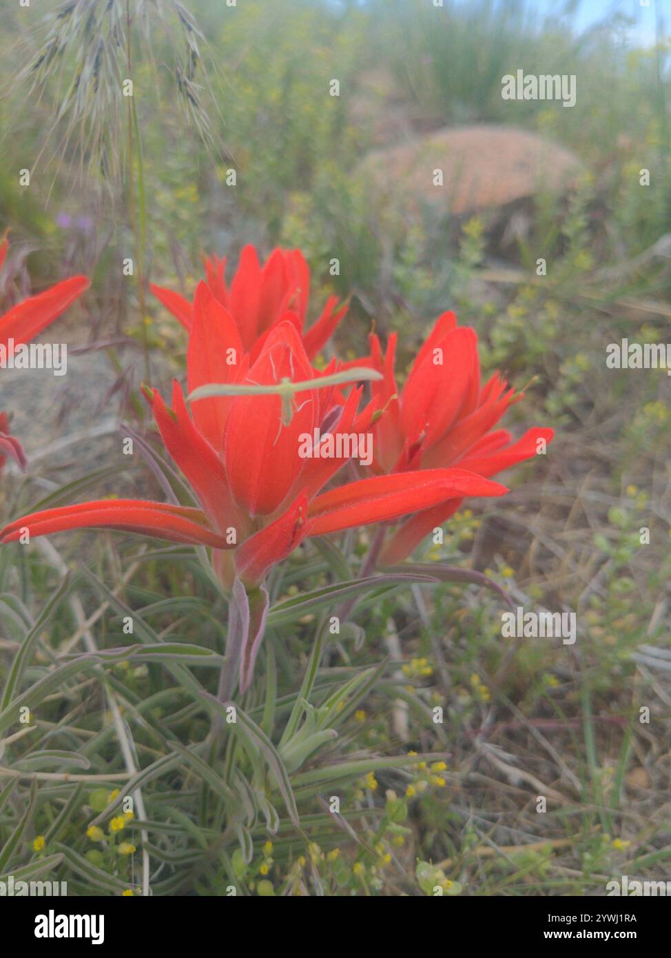 Wholeleaf Paintbrush (Castilleja integra Stock Photo - Alamy
