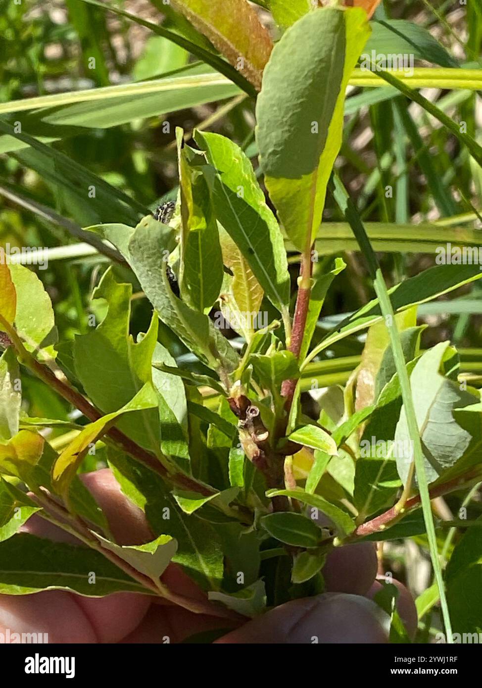 willow family (Salicaceae Stock Photo - Alamy