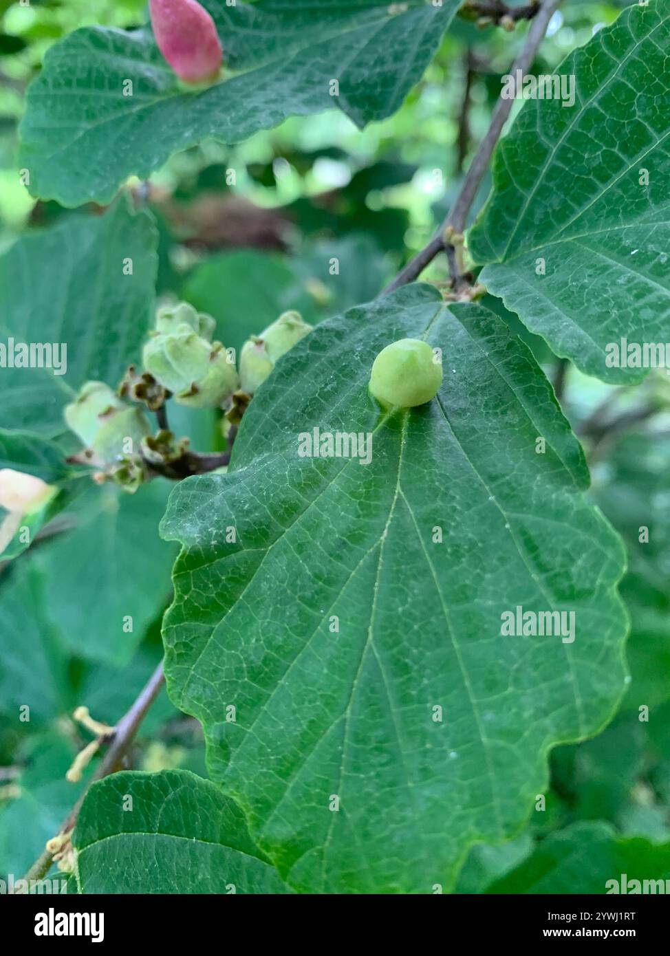 Witch-hazel Cone Gall Aphid (Hormaphis hamamelidis Stock Photo - Alamy