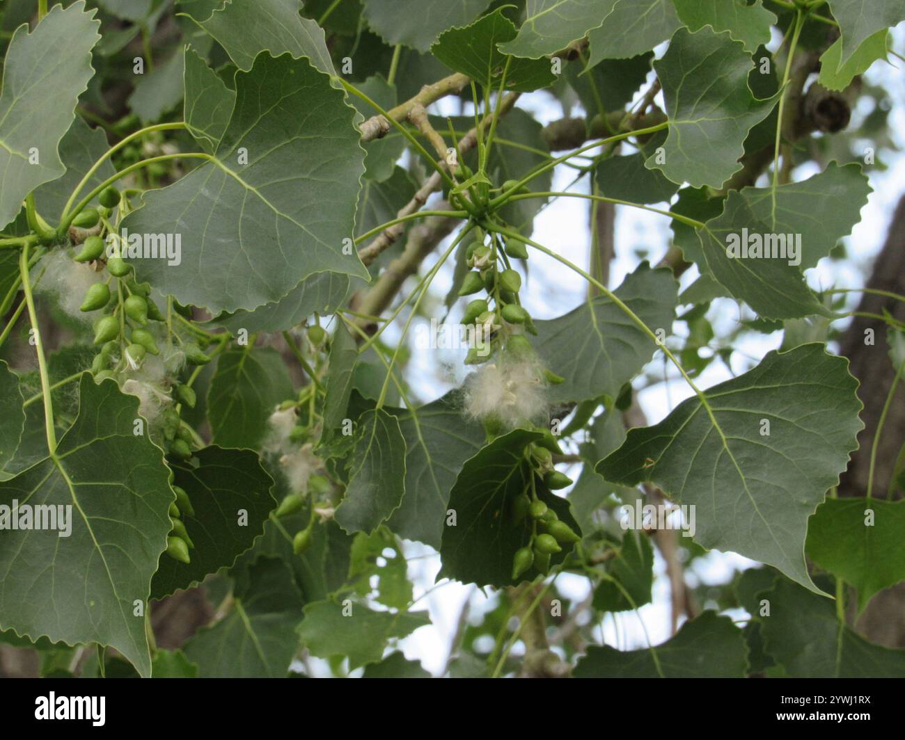 Eastern Cottonwood (Populus deltoides Stock Photo - Alamy