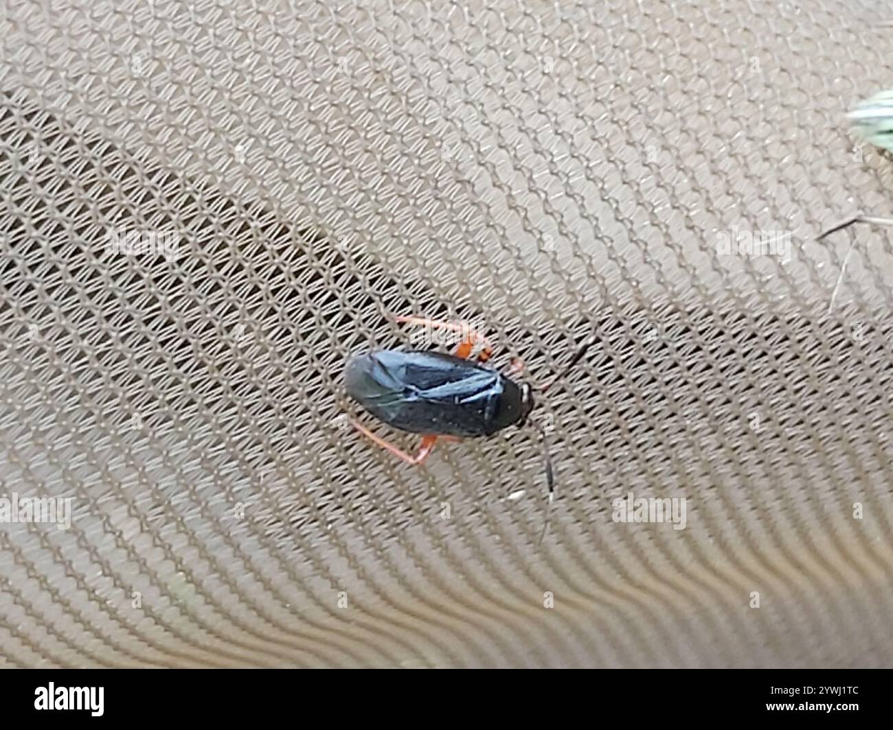 True Bugs (Heteroptera Stock Photo - Alamy