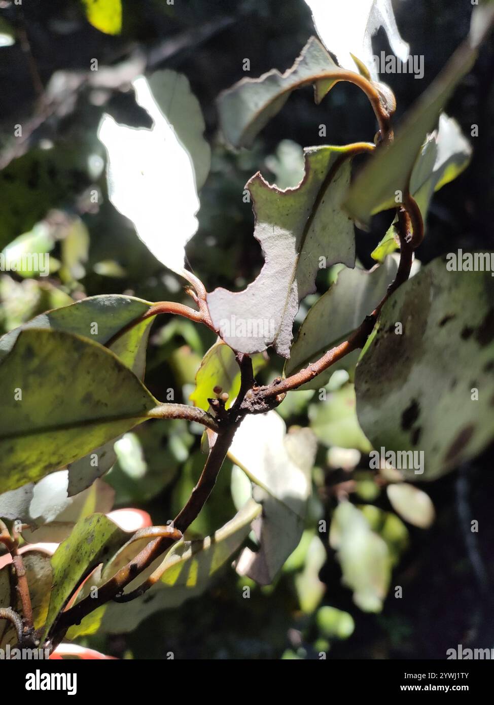 Mountain Horopito (Pseudowintera colorata Stock Photo - Alamy