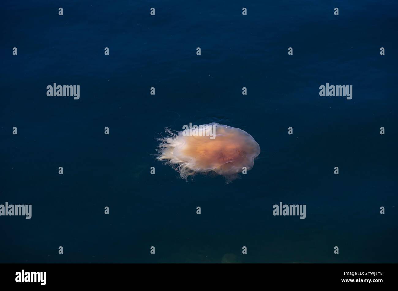 Single fire jellyfish from above, a lion's mane jellyfish, in the ...