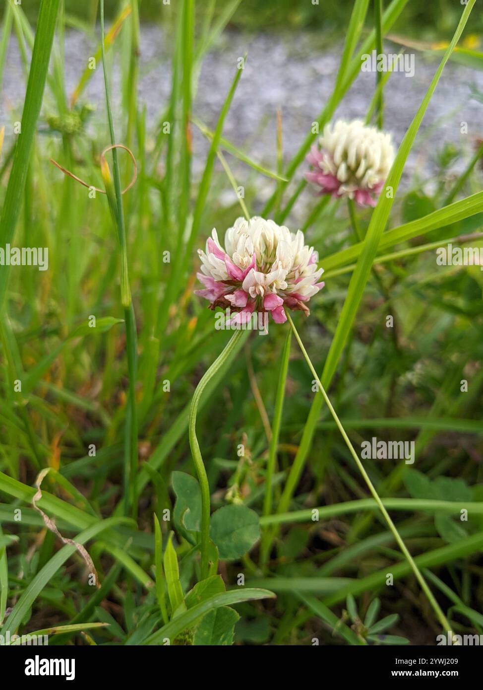Alsike clover (Trifolium hybridum Stock Photo - Alamy