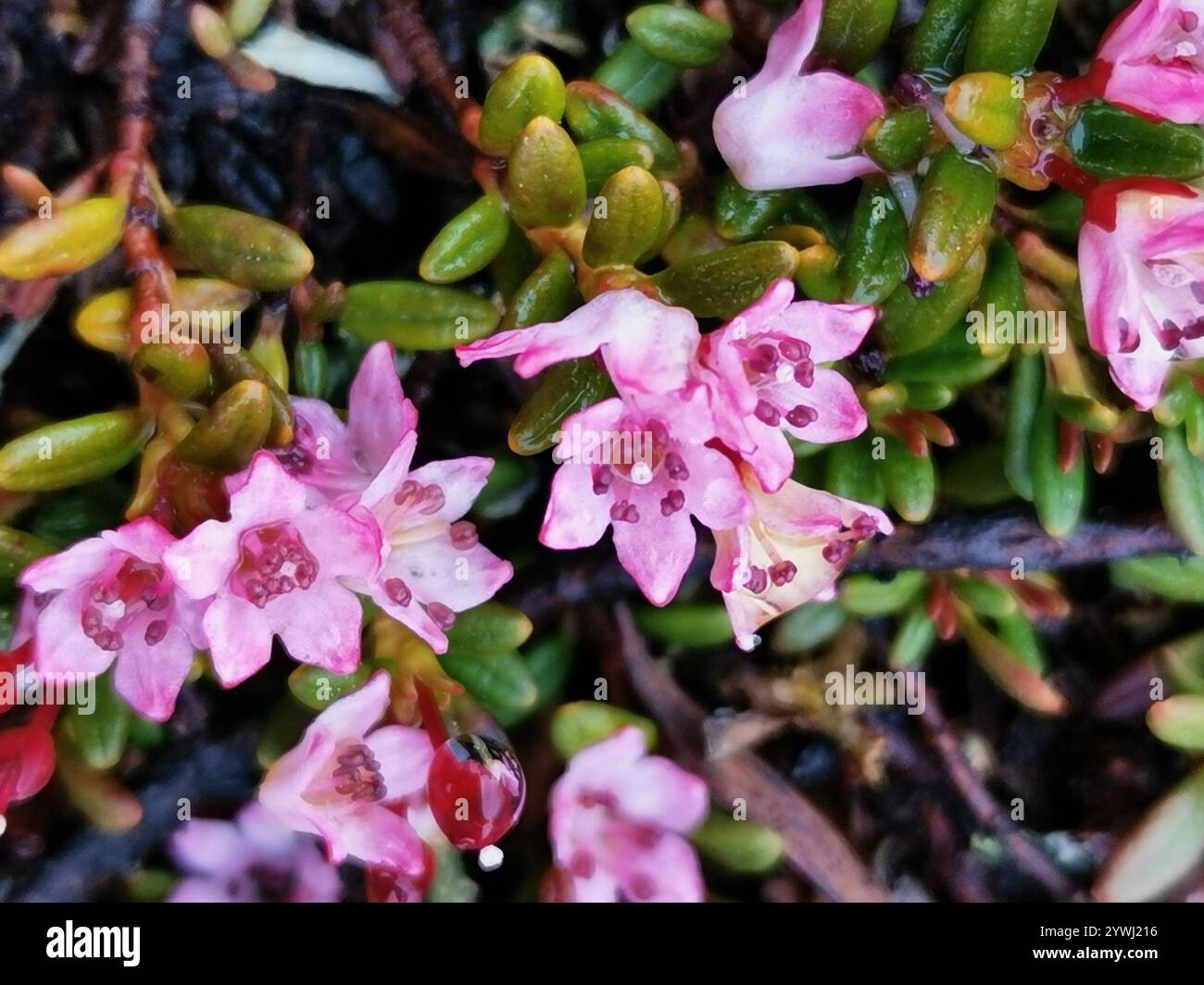 alpine azalea (Kalmia procumbens Stock Photo - Alamy