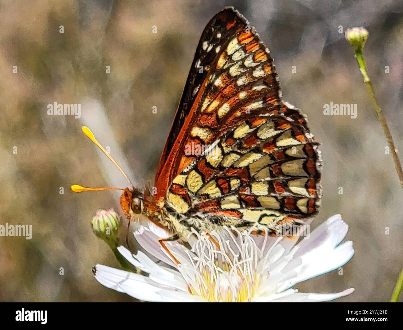 Variable Checkerspot (Euphydryas chalcedona Stock Photo - Alamy