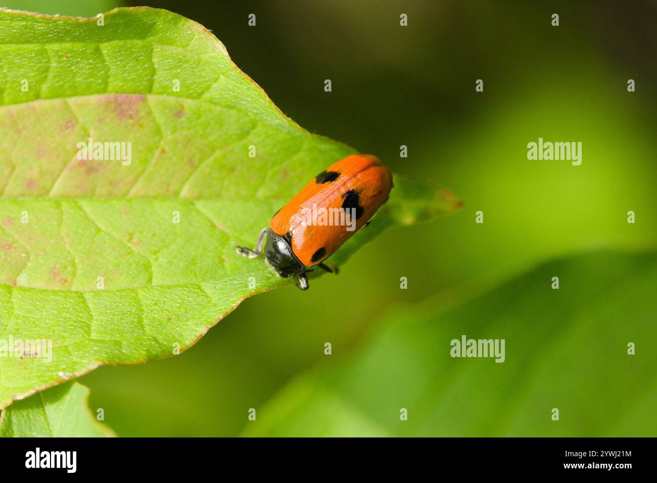 Four Spotted Leaf Beetle (Clytra quadripunctata Stock Photo - Alamy