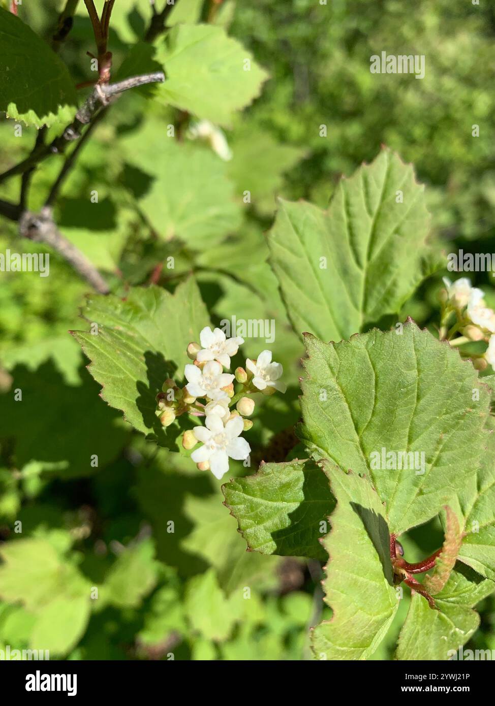 squashberry (Viburnum edule Stock Photo - Alamy